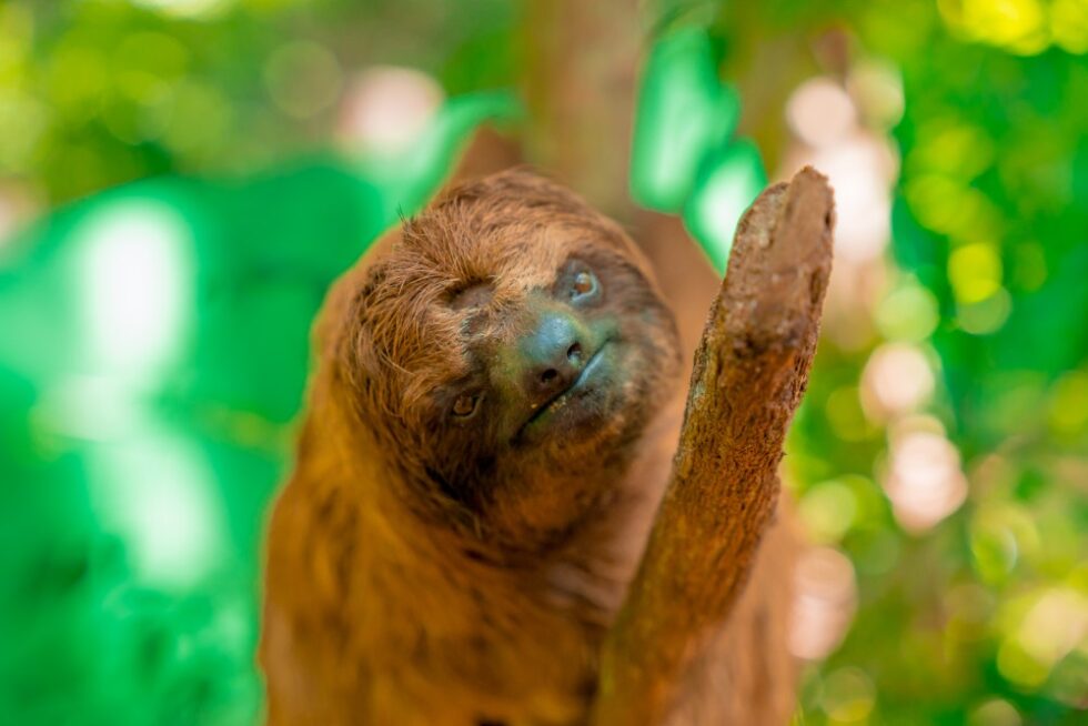 Mayan Eden: Sloths Sanctuary Encounter - Roatan Exclusive