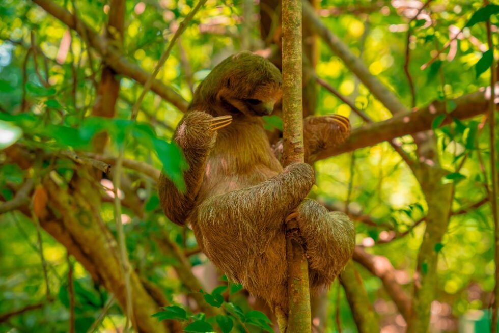 Roatan Wildlife Sanctuary Private Tour #1 | Mayan Eden Eco Park