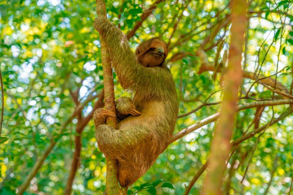 Roatán Highlights Tour: Monkeys, Sloths, Chocolate and Rum Tasting ...